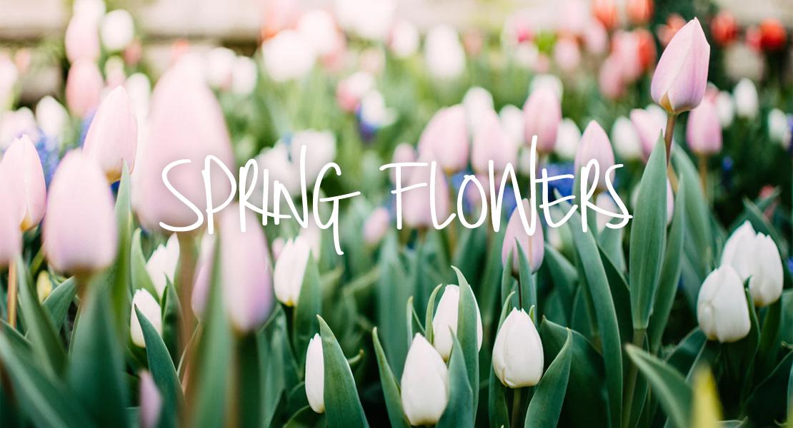 Home | W. Lewis Penkhull Nurseries | Stoke on Trent, Staffordshire