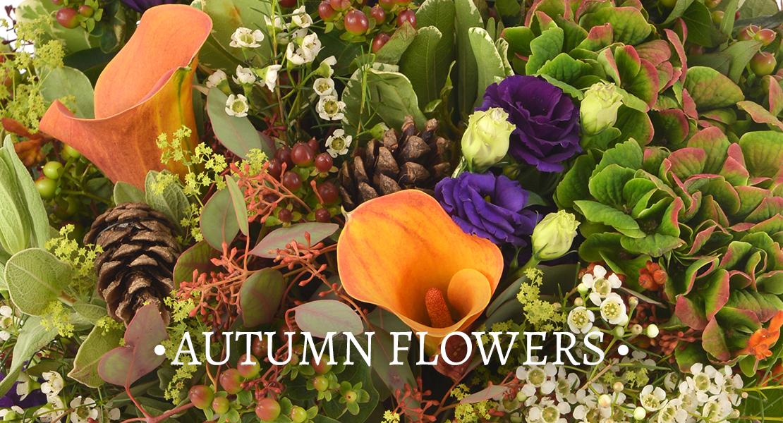 Home | W. Lewis Penkhull Nurseries | Stoke on Trent, Staffordshire