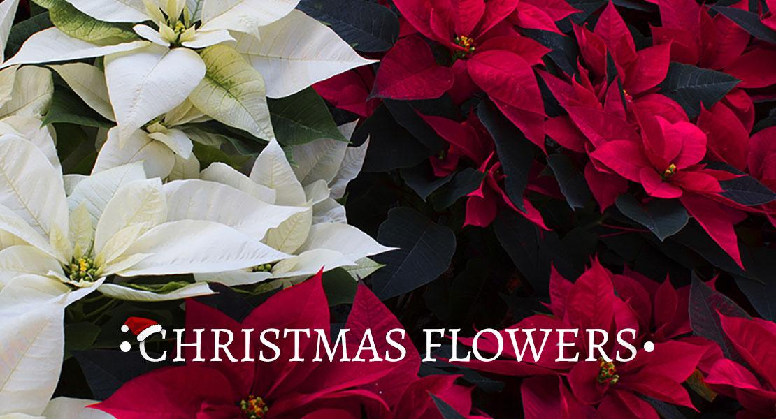 Home | W. Lewis Penkhull Nurseries | Stoke on Trent, Staffordshire